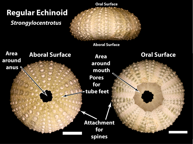 Echinoids | Sam Noble Museum