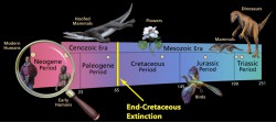End-Cretaceous Extinction - Sam Noble Museum