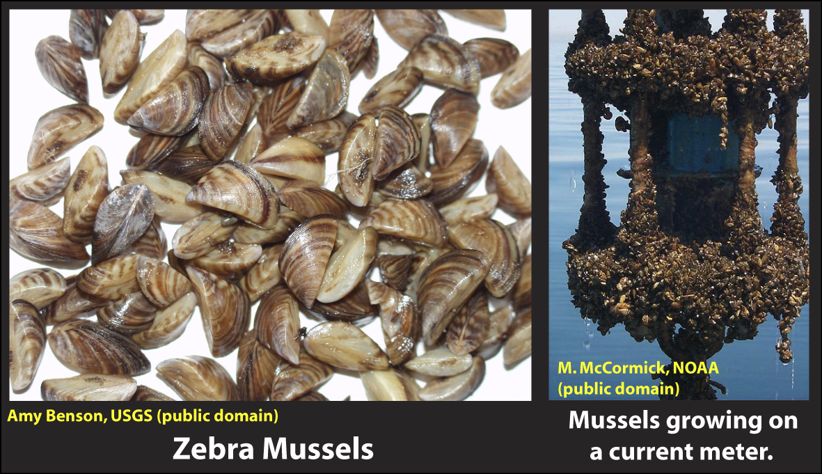 Ecology: Human Impacts - Ap Biology