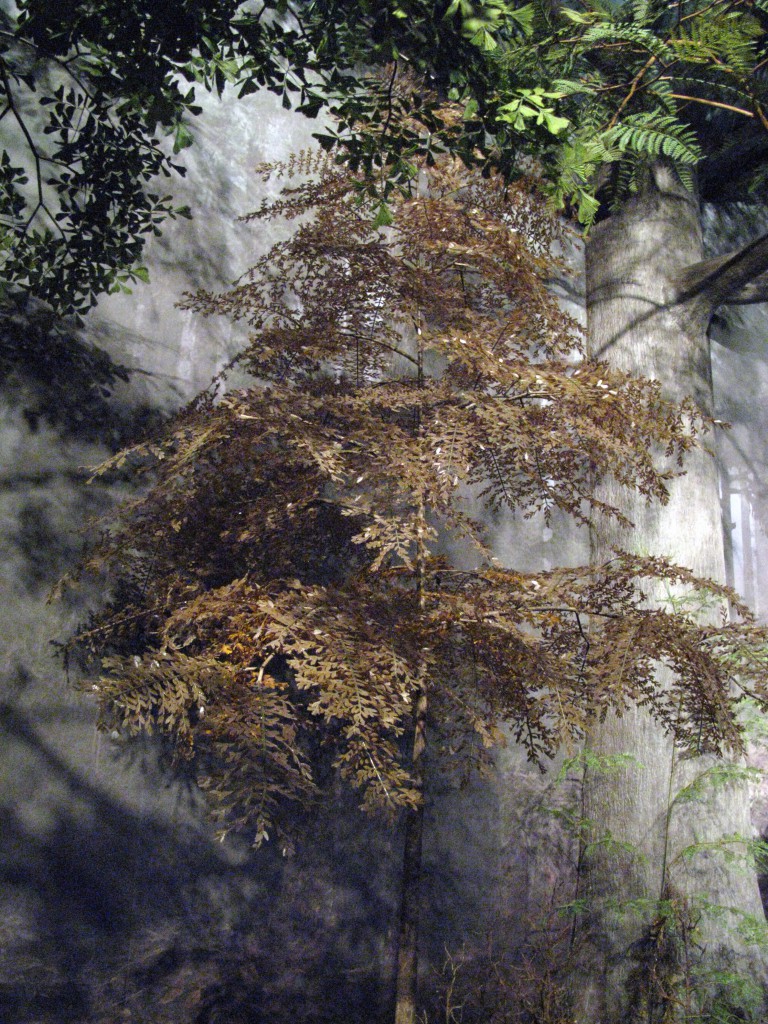 Archaeopteridales - Sam Noble Museum