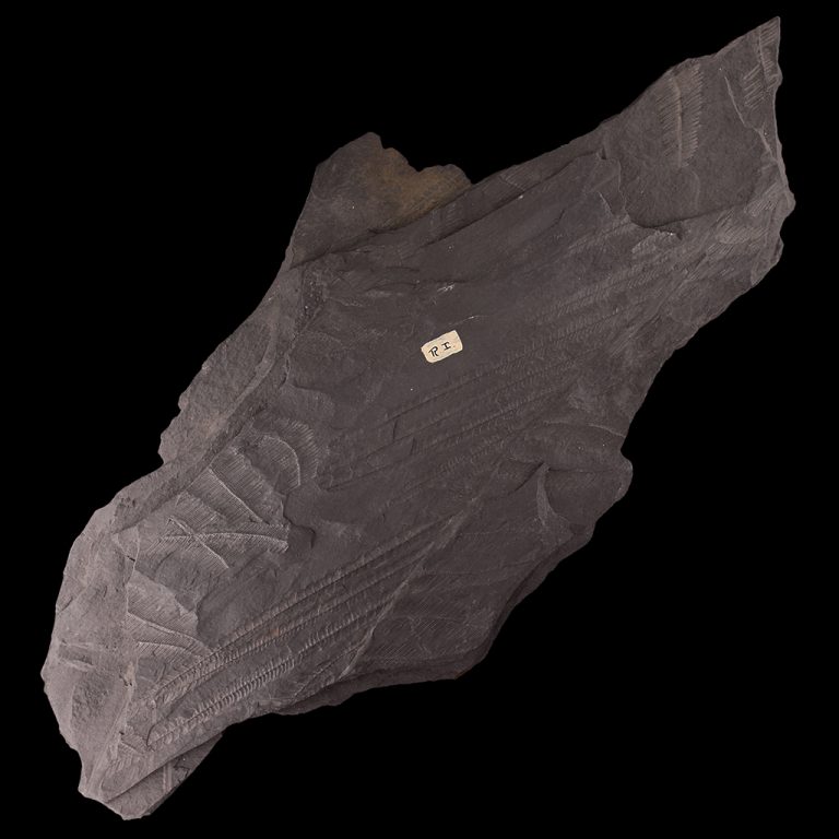 “Metamorphosed” Fern Fossil - Sam Noble Museum