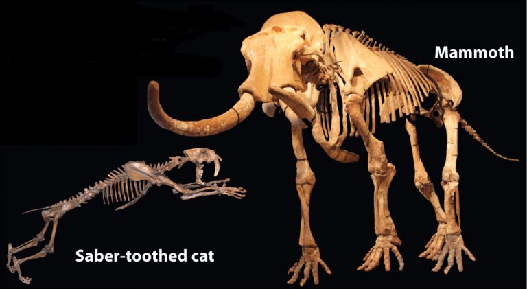 Pleistocene Extinctions - Sam Noble Museum